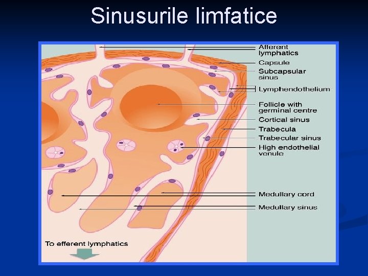 SISTEMUL HEMOIMUN Organele hemato i limfopoietice Sunt organe