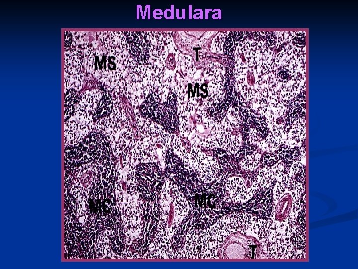SISTEMUL HEMOIMUN Organele hemato i limfopoietice Sunt organe