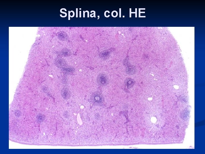 SISTEMUL HEMOIMUN Organele hemato i limfopoietice Sunt organe