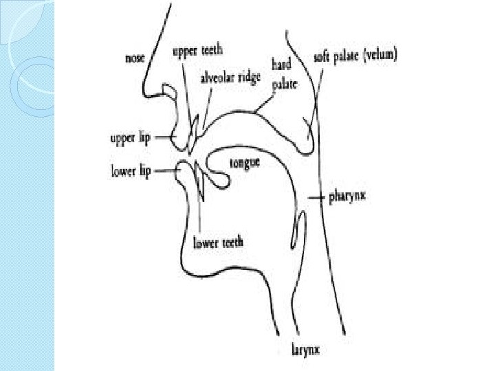 THE ANATOMY OF SPEECH PHYSIOLOGICAL PHONETICS 1 Larynx