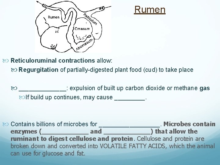 tooth above gums tooth below gums center of
