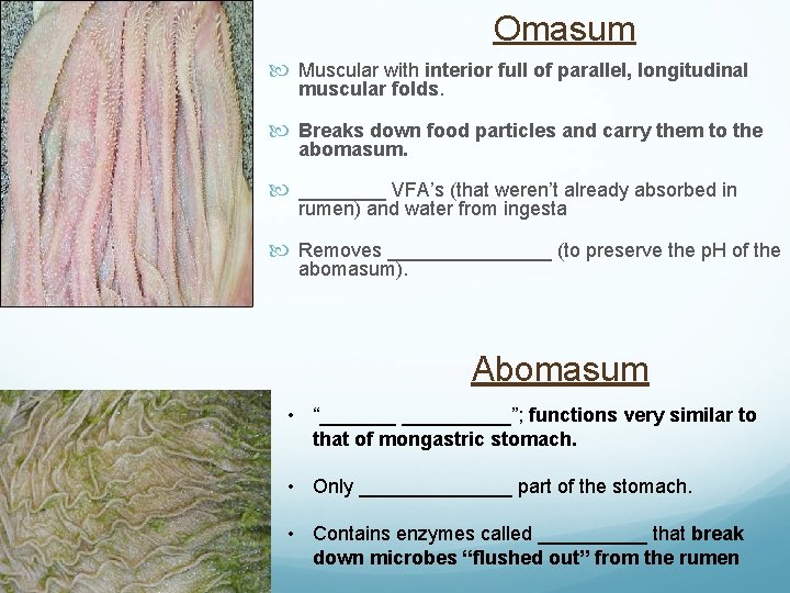 tooth above gums tooth below gums center of