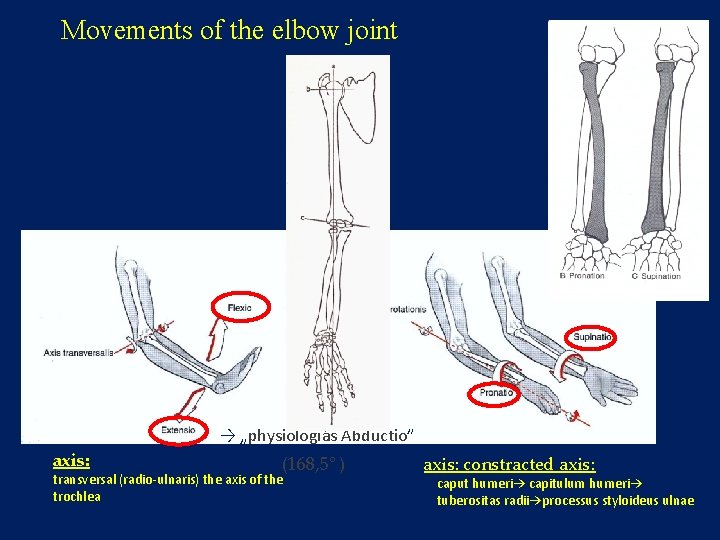 Elbow joint articulatio cubiti Dr Anna L Kiss