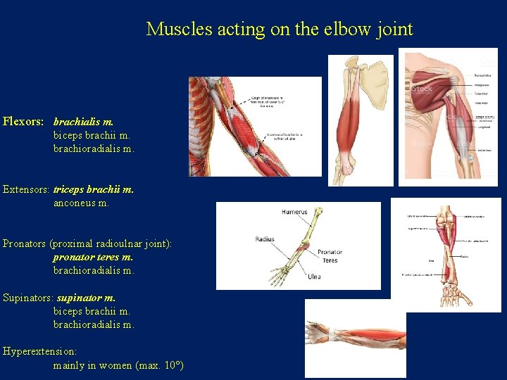Elbow joint articulatio cubiti Dr Anna L Kiss