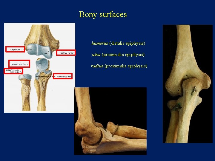 Elbow joint articulatio cubiti Dr Anna L Kiss