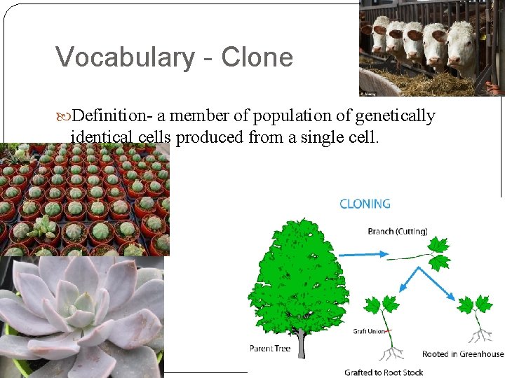 Transgenic Organisms Vocabulary Clone Definition a member of