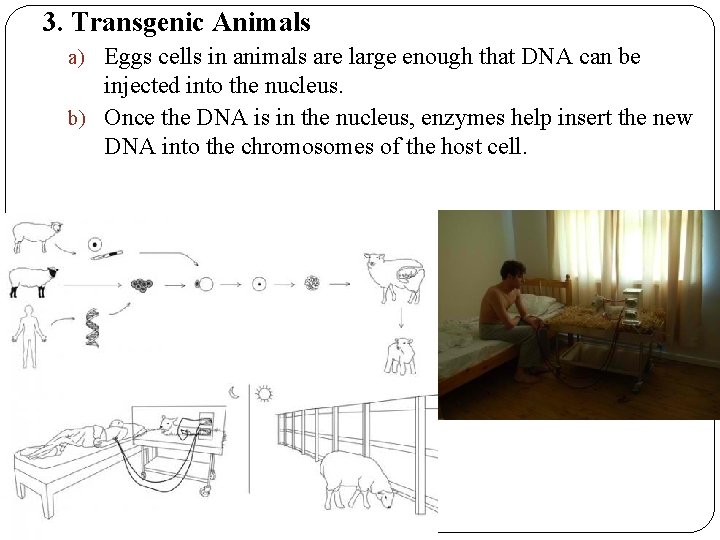 Transgenic Organisms Vocabulary Clone Definition a member of