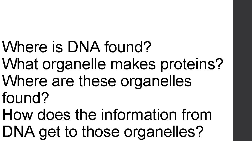 Protein Synthesis Where is DNA found What organelle