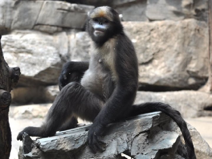 HyVan Golden Snubnosed Monkey Black Snubnosed Monkey Yunnam