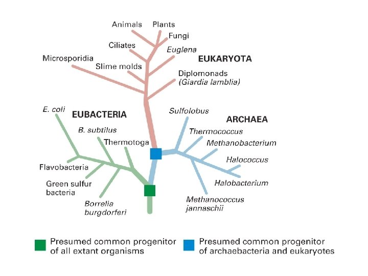 Bio Physics 101 Biology section 2 Todays topics