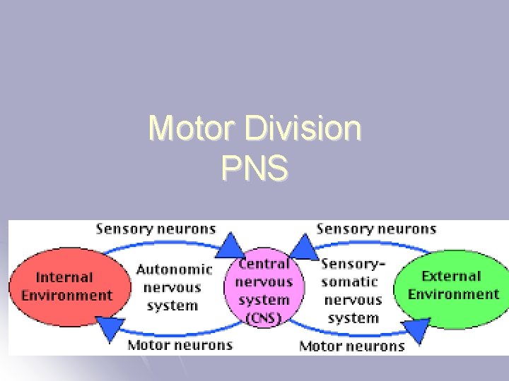 Your Nervous System Peripheral Nervous System IQ Test
