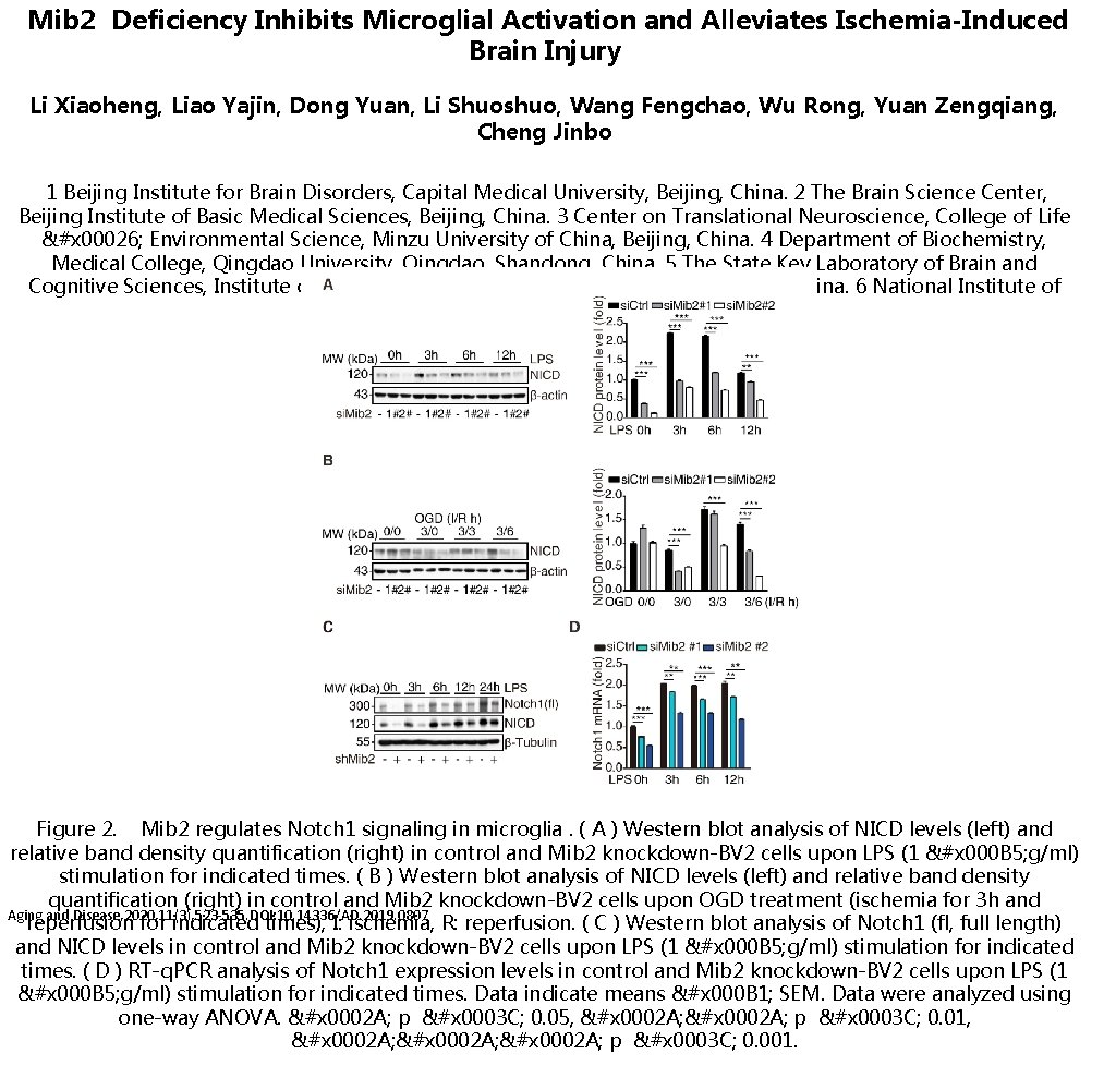 Mib 2 Deficiency Inhibits Microglial Activation and Alleviates