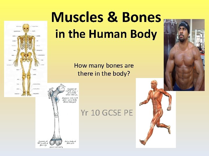 Muscles Bones in the Human Body How many