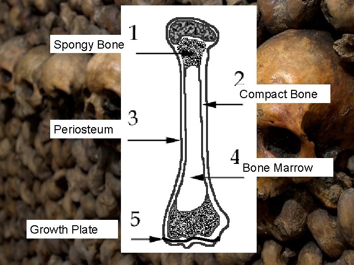 How did the biceps and triceps change as