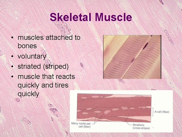 How did the biceps and triceps change as