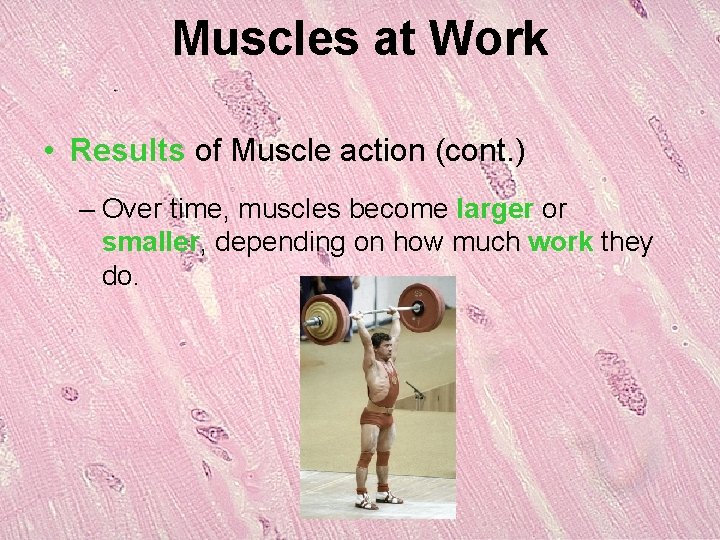 How did the biceps and triceps change as