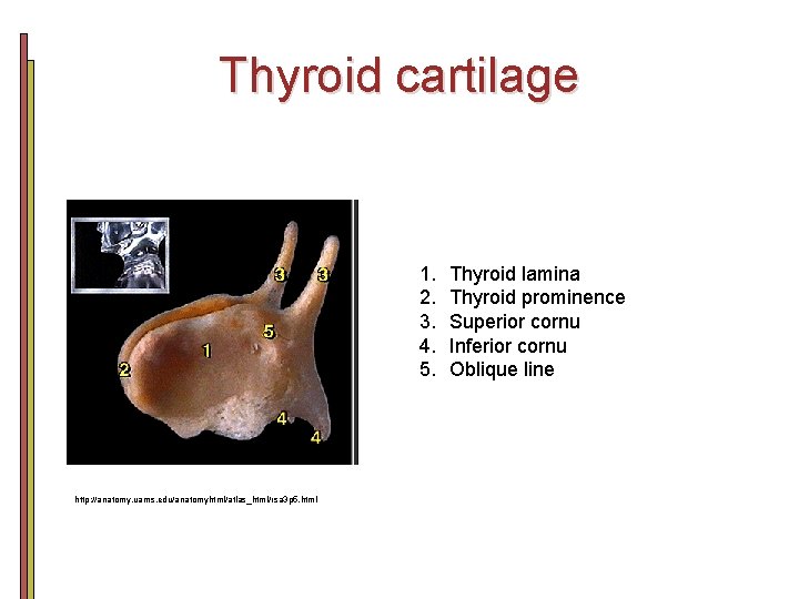 Basic Anatomy Review for Dysphagia Nancy Potter Ph