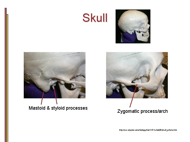 Basic Anatomy Review for Dysphagia Nancy Potter Ph