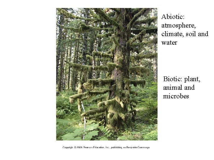 Chapter 1 The Nature of Ecology Apollo 8December