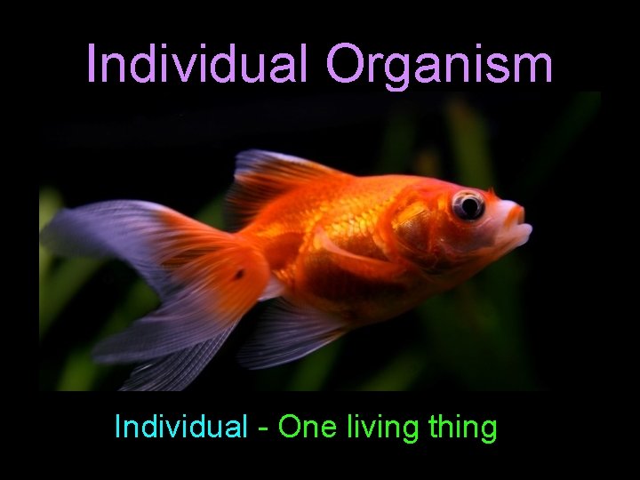 Learning Objectives Identify the levels of organization that