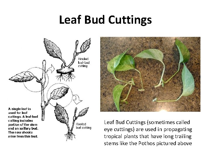 Vegetative Propagation Cuttings an overview Hardwood Cuttings Deciduous
