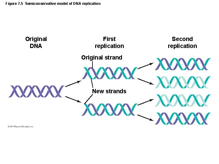 Microbial Genetics The Structure and Replication of Genomes