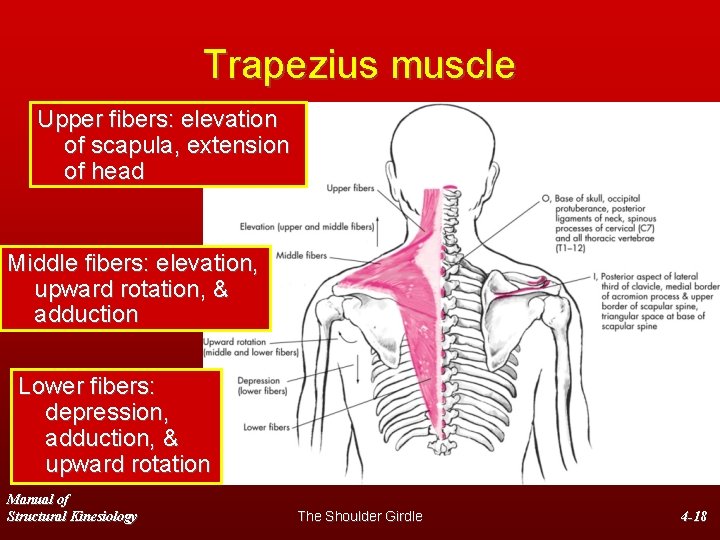 Chapter 4 The Shoulder Girdle Manual of Structural