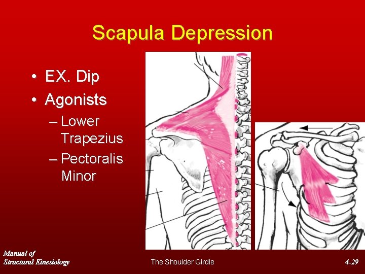 Chapter 4 The Shoulder Girdle Manual of Structural