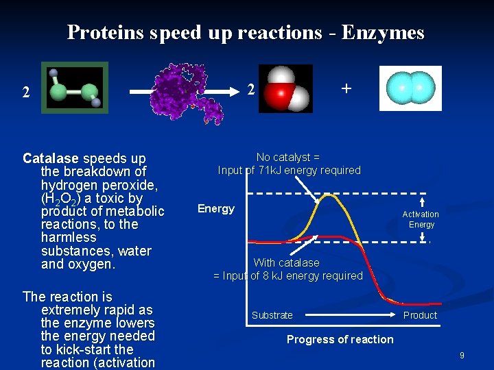 EXPLORING PROTEIN STRUCTURE FUNCTION 1 Proteins n n