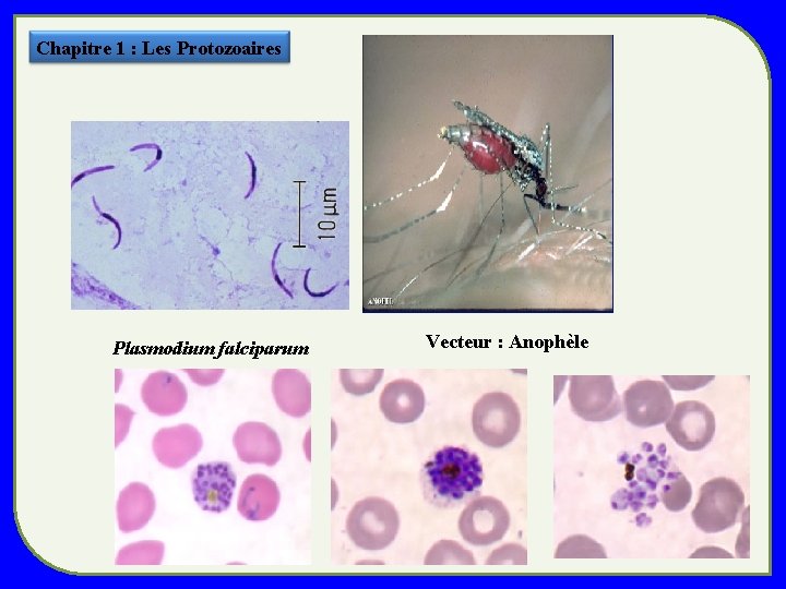 Chapitre 1 Les Protozoaires 4 2 Classe 2