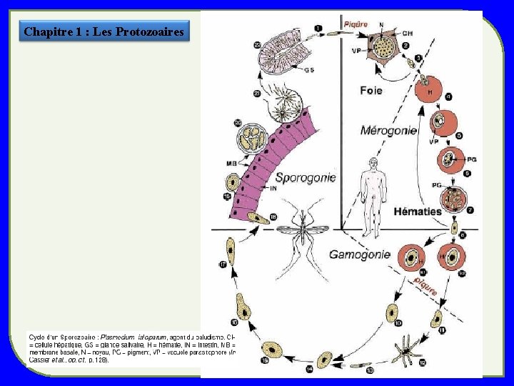 Chapitre 1 Les Protozoaires 4 2 Classe 2