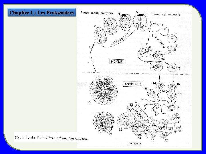 Chapitre 1 Les Protozoaires 4 2 Classe 2