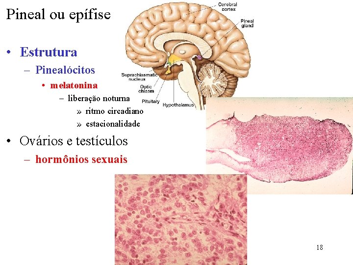Sistema Endcrino Objetivos da aula descrever a estrutura