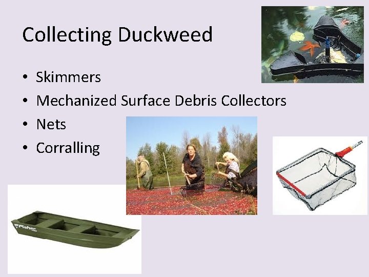 Duckweed The Next Super Resource By Bronson Fong
