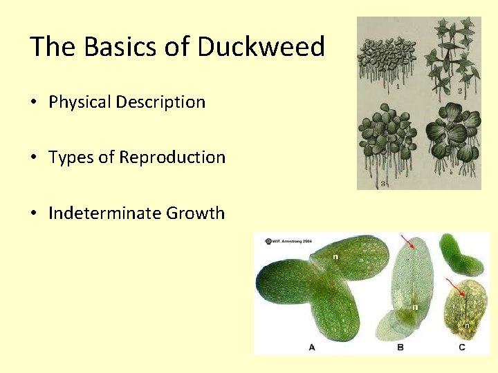 Duckweed The Next Super Resource By Bronson Fong