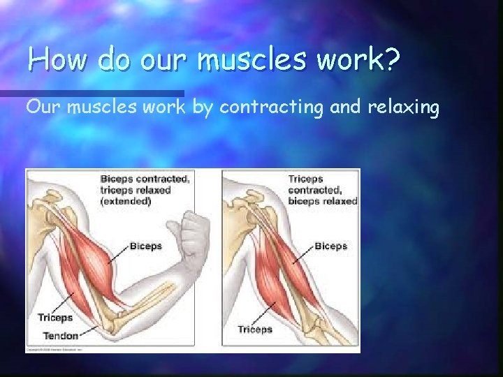 The Amazing Muscular System Introduction Your muscular system