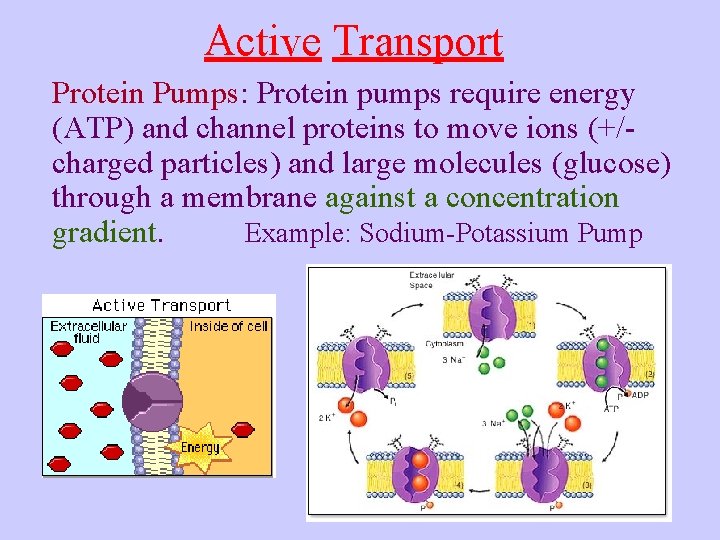 Understanding How Cells Work Standard Set 1 Cell
