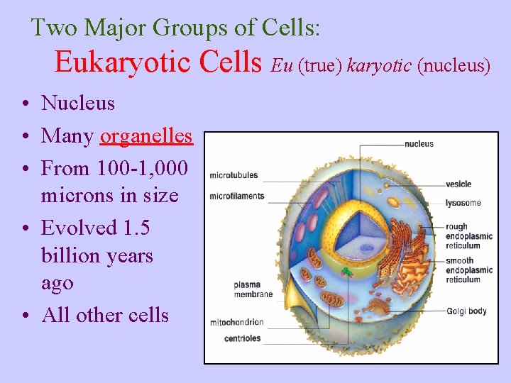 Understanding How Cells Work Standard Set 1 Cell