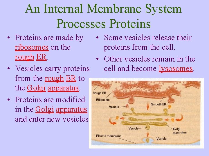 Understanding How Cells Work Standard Set 1 Cell