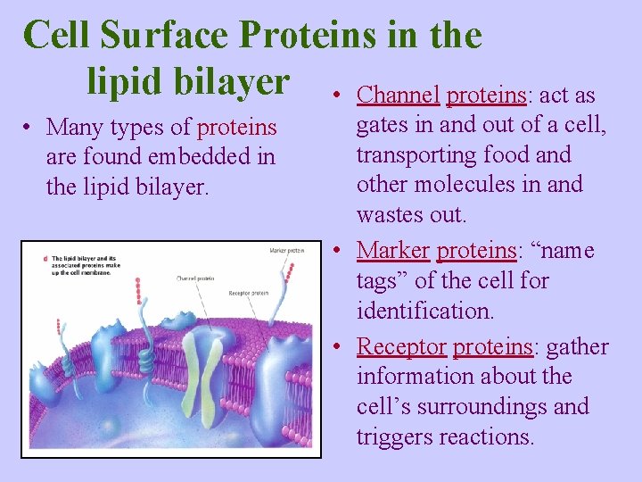Understanding How Cells Work Standard Set 1 Cell