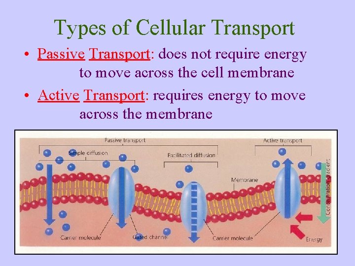 Understanding How Cells Work Standard Set 1 Cell