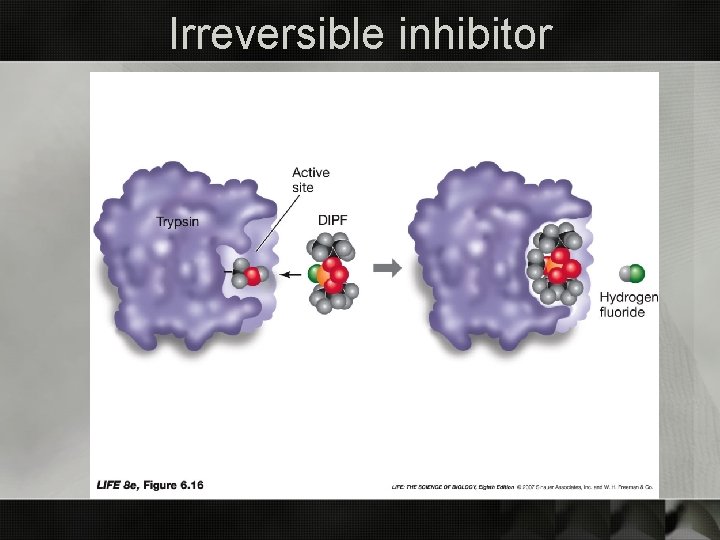 Enzymes Chapter 6 What Are Enzymes Catalysts substances