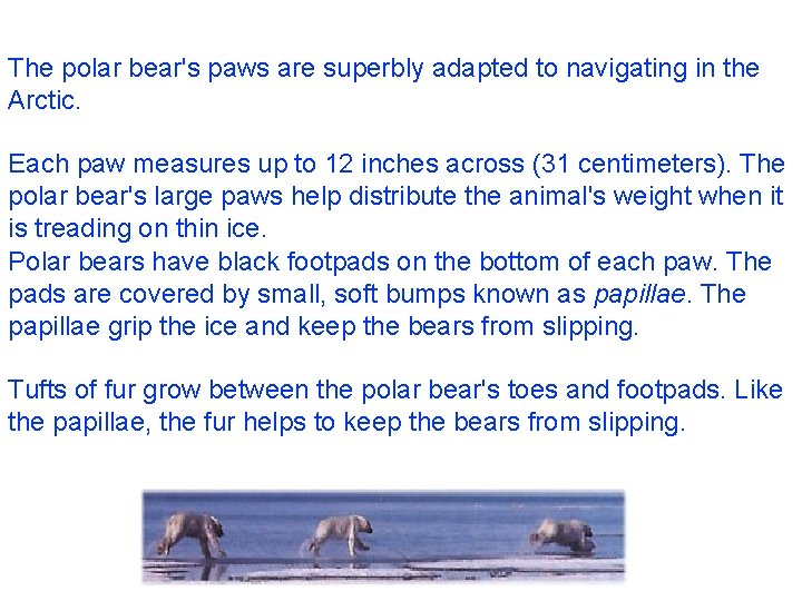 Animal Adaptations What Goes Where Adaptations in Bears