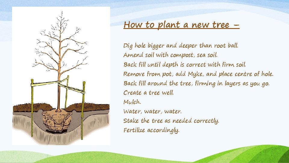 Trees What is a tree How to plant