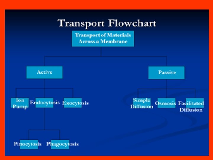 Movement of Materials Through The Cell Membrane Active