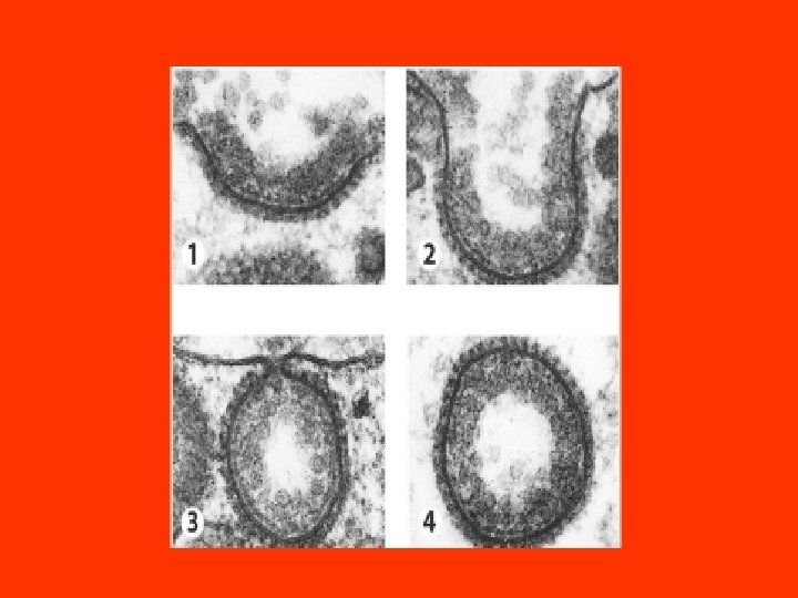 Movement of Materials Through The Cell Membrane Active