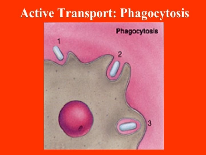 Movement of Materials Through The Cell Membrane Active