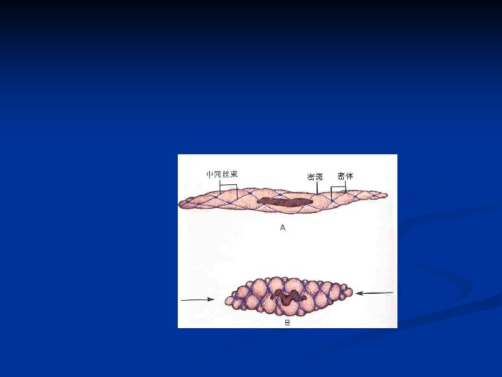 Chapter 6 muscle tissue introduction Composition muscle cellloose