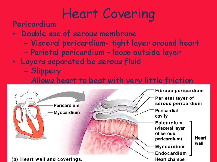 Intro to Cardiovascular System The Cardiovascular System A
