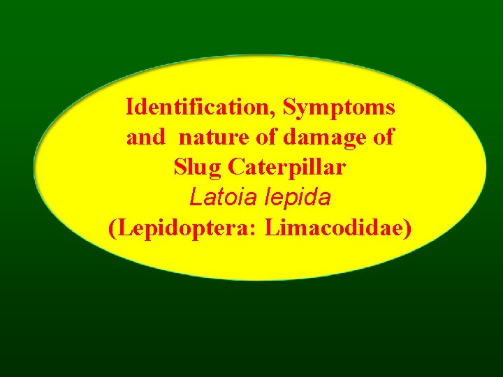Identification Symptoms and nature of damage Minor pest